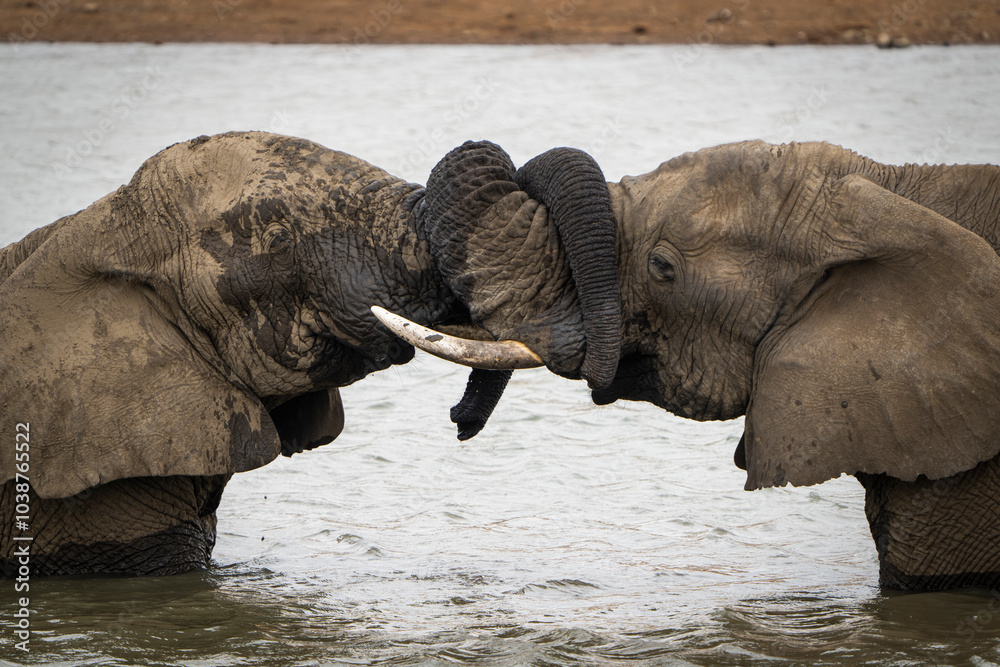 Poster wo elephants display affectionate behavior in a waterhole ...