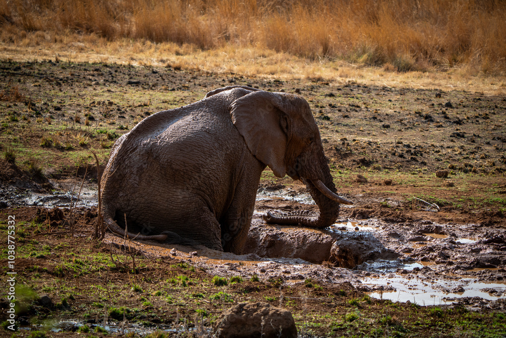 An elephant humorously sits in a mud pit with its back resting on the ...