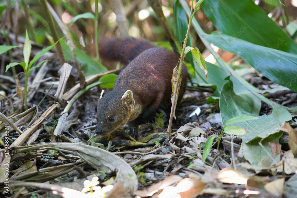 ring tailed mongoose lives in the few remaining rain forests of ...