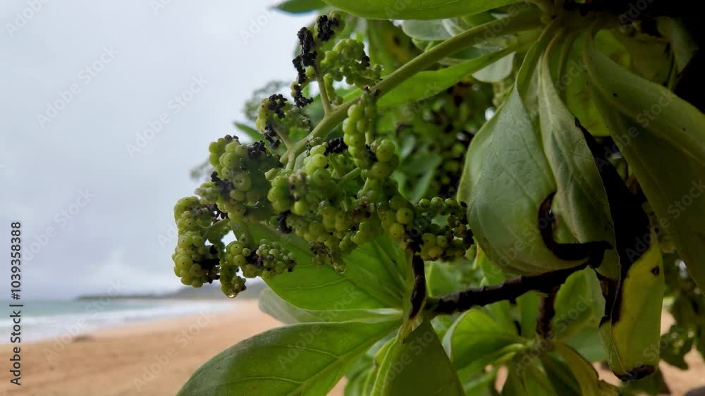 Close up of the sea grape tree leaves, fruit, known as Coccoloba ...