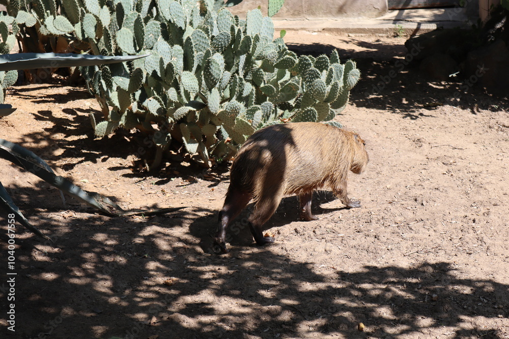Poster Large cacti and capybaras – Wall Art | UkPosters