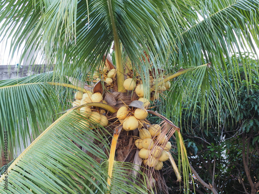 Cocos Nucifera L with full fruits. Coconut tree with golden yellow ...