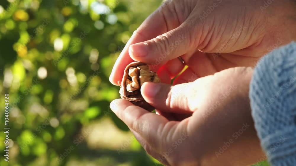 walnut growing on a tree in the shell, peeling the nut from the shell ...