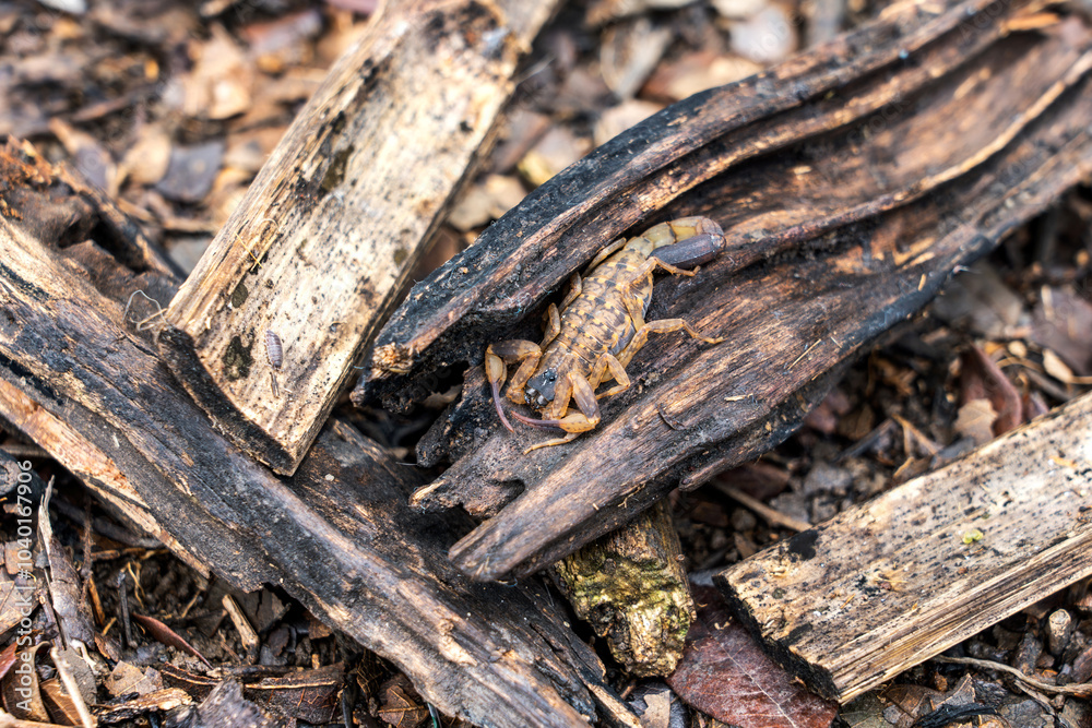 Dangerous Venomous insects. Chinese striped bark scorpion or Vietnamese ...