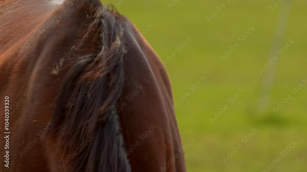 This image shows a stunning view of a horses back against a lush green ...