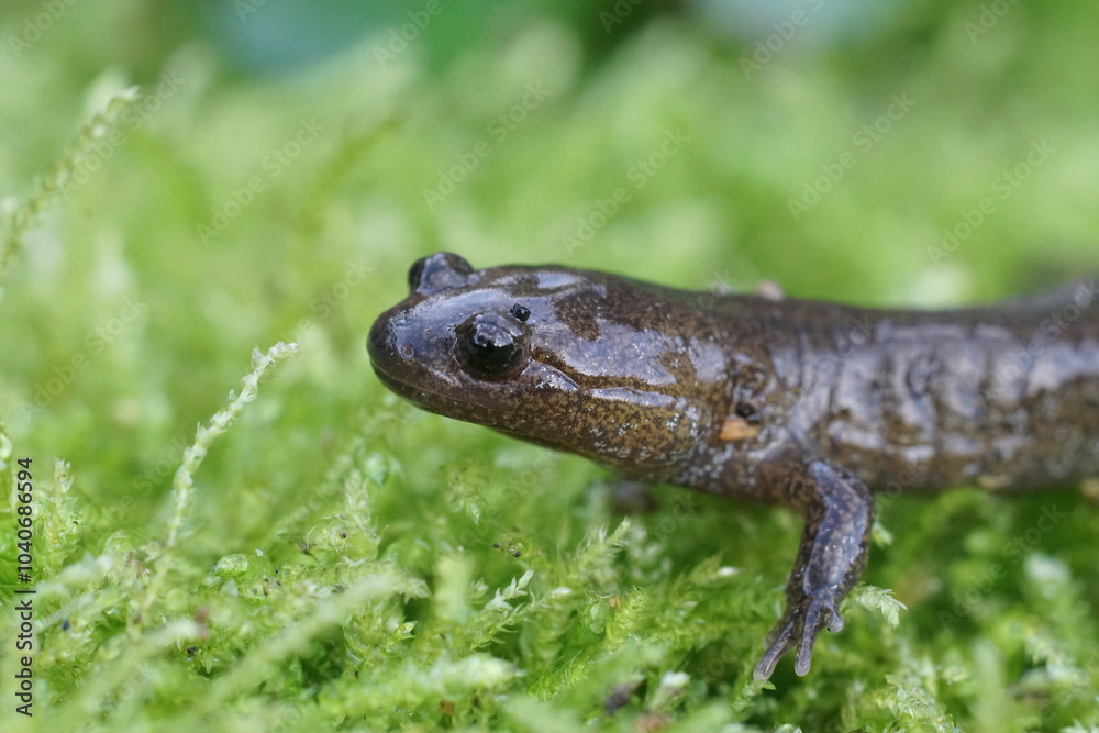 Poster Closeup on the rare Taiwanese Jeju or Cheju salamander, Hynobius ...