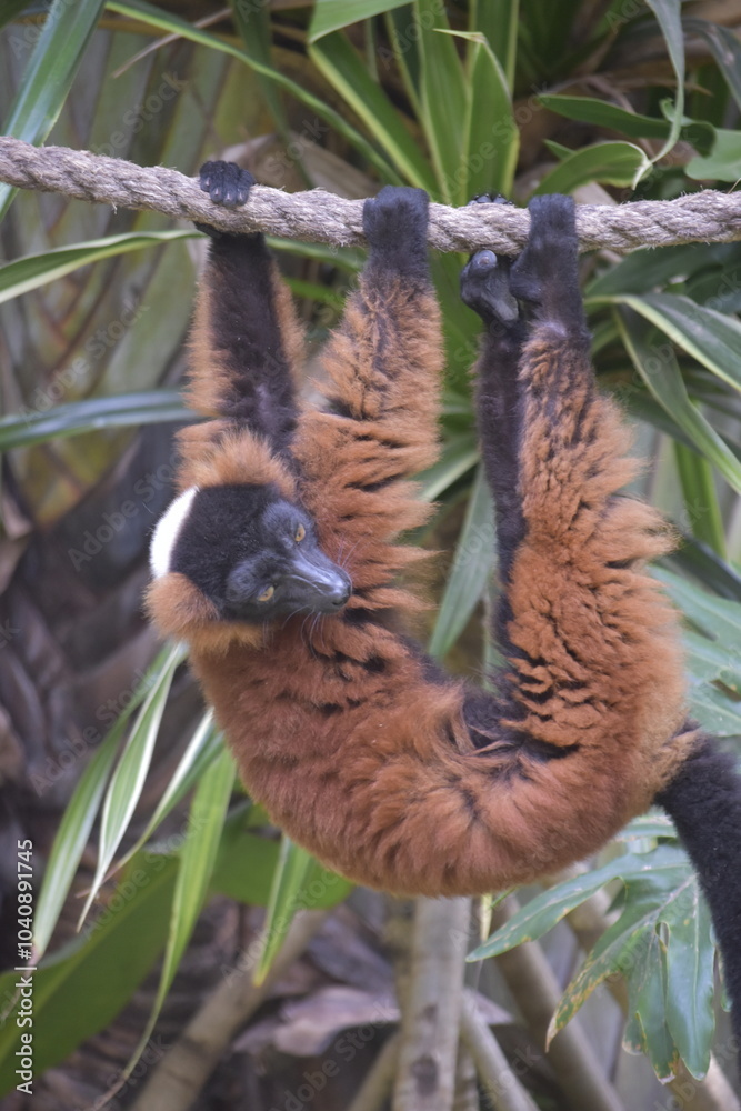 Close up portrait of cute red-ruffed lemur sitting on tree. The Red ...