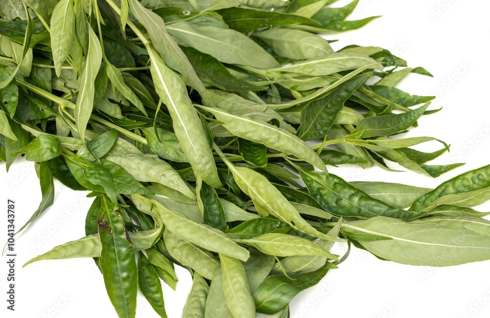 Green Chiretta or Andrographis Paniculata Leaves Isolated on White ...