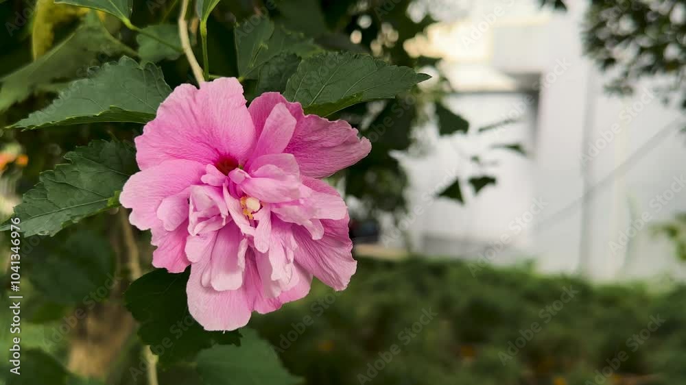 Close-up of pink flower of Hibiscus syriacus, a deciduous shrub native ...