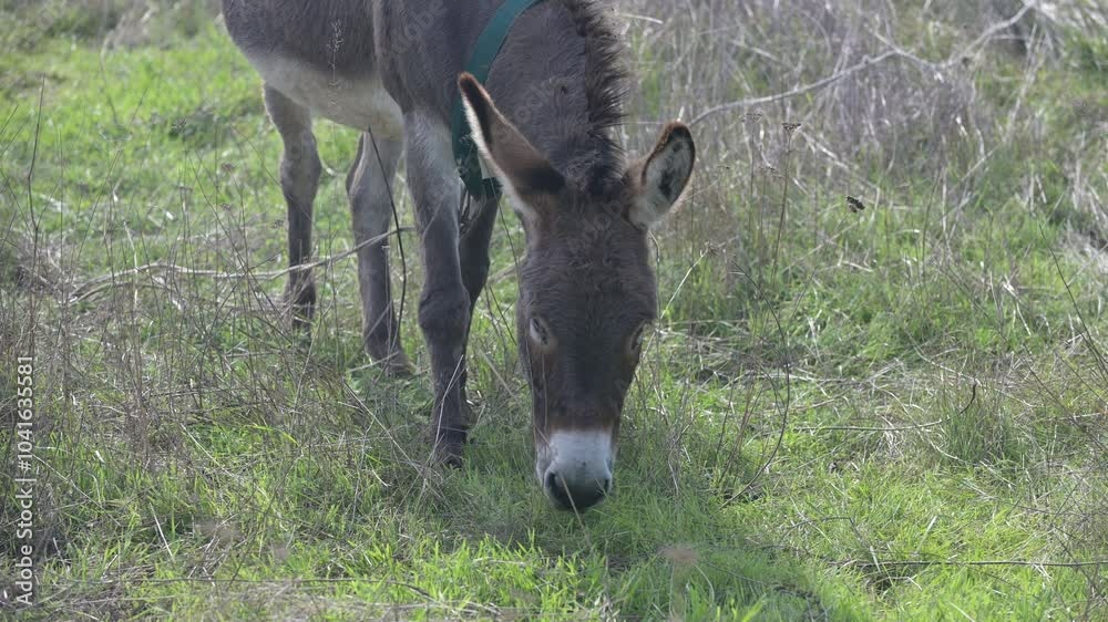 A brown donkey with tall ears standing in a green field. The blurred ...