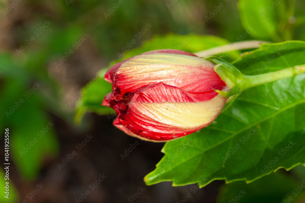 Side view, close distance of, a red Hibiscus bud, starting to develop ...