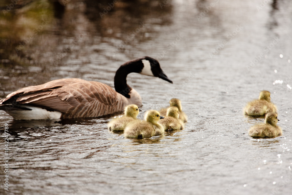 Mother Canada goose and its goslings swimming in the shallow water of ...