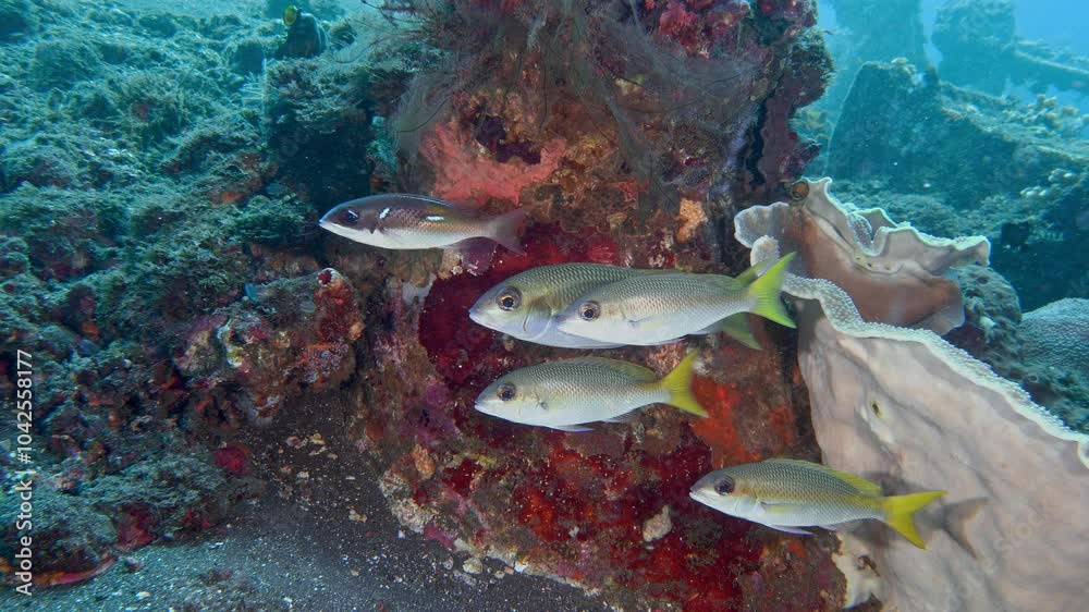 Oblique-Bar Monocle (Bream Scolopsis xenochrous) 22 cm. Oblique blue ...