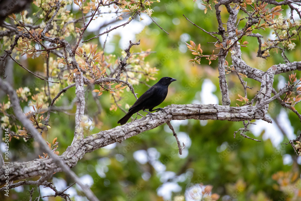 Gnorimopsar chopi, popularly known as graúna, black bird, black assum ...