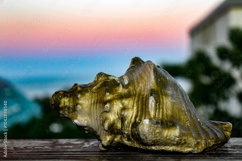 Nature's Artwork. The intricate details of the seashell are highlighted ...