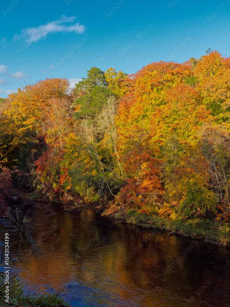 Trees lit up in Autumn colours of the afternoon sun on the opposite ...