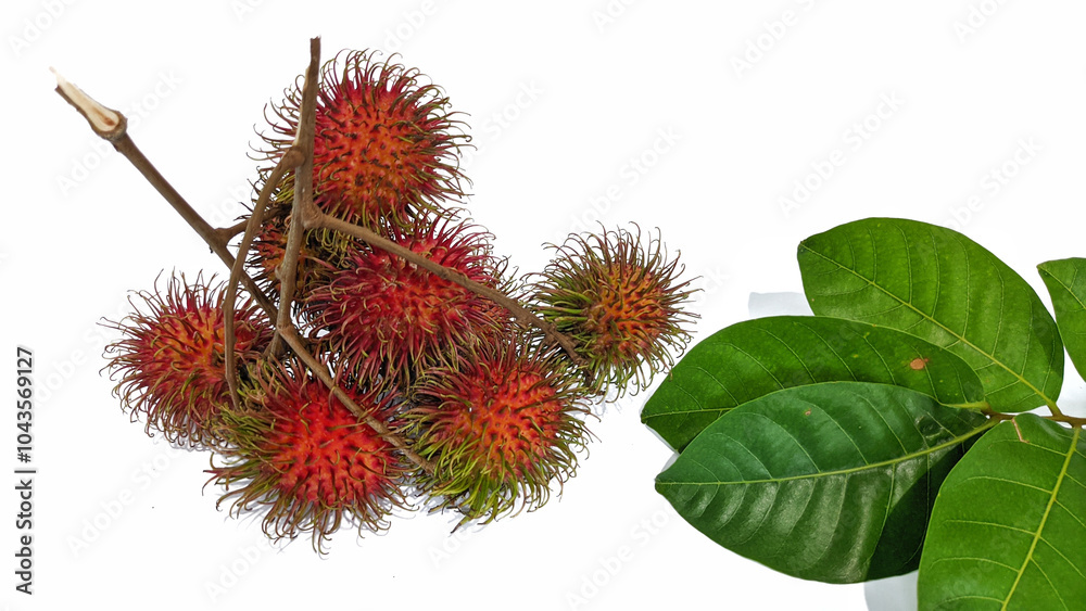 Rambutan taxonomic name Nephelium lappaceum is a medium-sized tropical ...