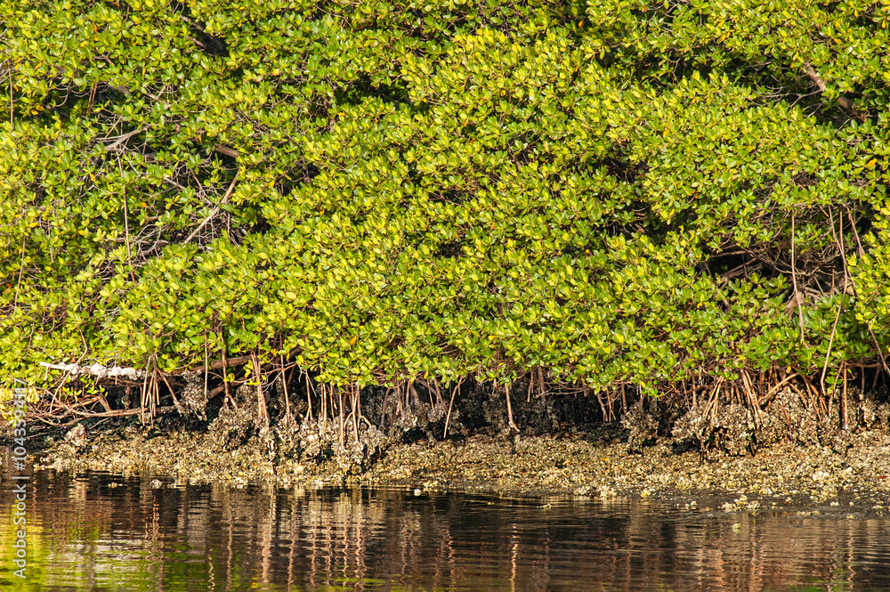 The prop roots of red mangrove trees covered in oysters. The mangroves ...