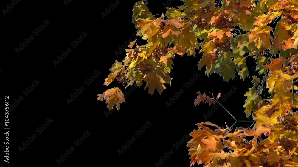 Autumn tree leaves with transparent background swaying with a light ...