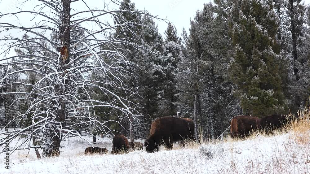 As I wander through the tranquil winter landscape of Yellowstone ...