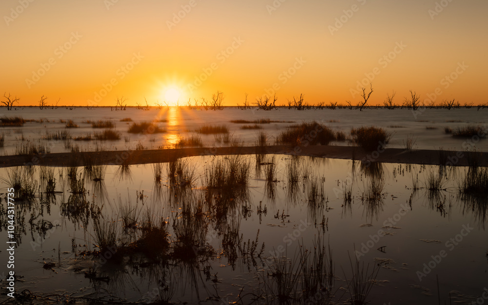 Silhouetted box tree skeletons line the horizon as the sun sets behind ...