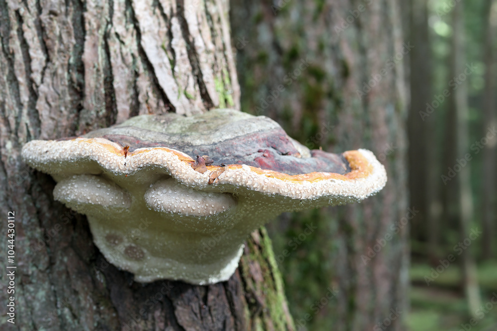 Red-Belted Conk on tree. Large rainforest fungi weeping water drops ...