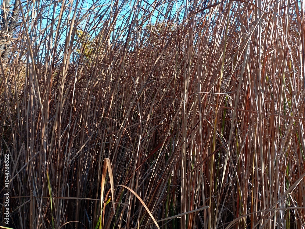 Dry reed background. Natural background from aquatic plants. Background ...