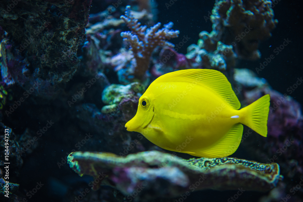 Bright Yellow Fish Swimming Near Coral in a Vibrant Underwater ...