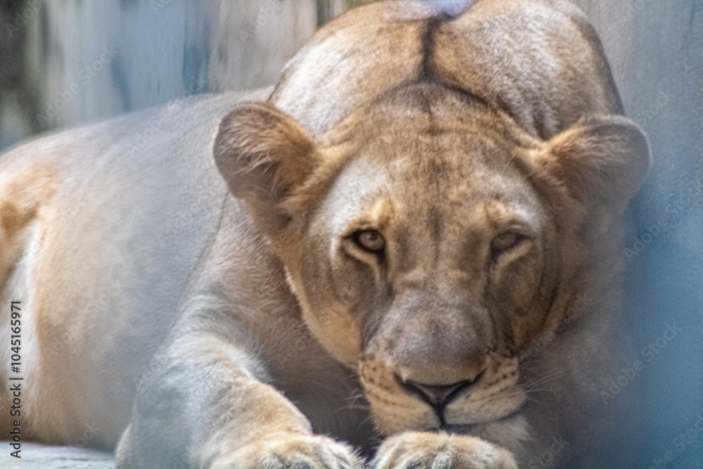 A lioness rests with a piercing gaze, her paws stretched out, exuding a ...