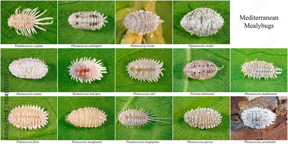 Mealybugs, Scale Insects (Hemiptera: Pseudococcidae) are one of major ...
