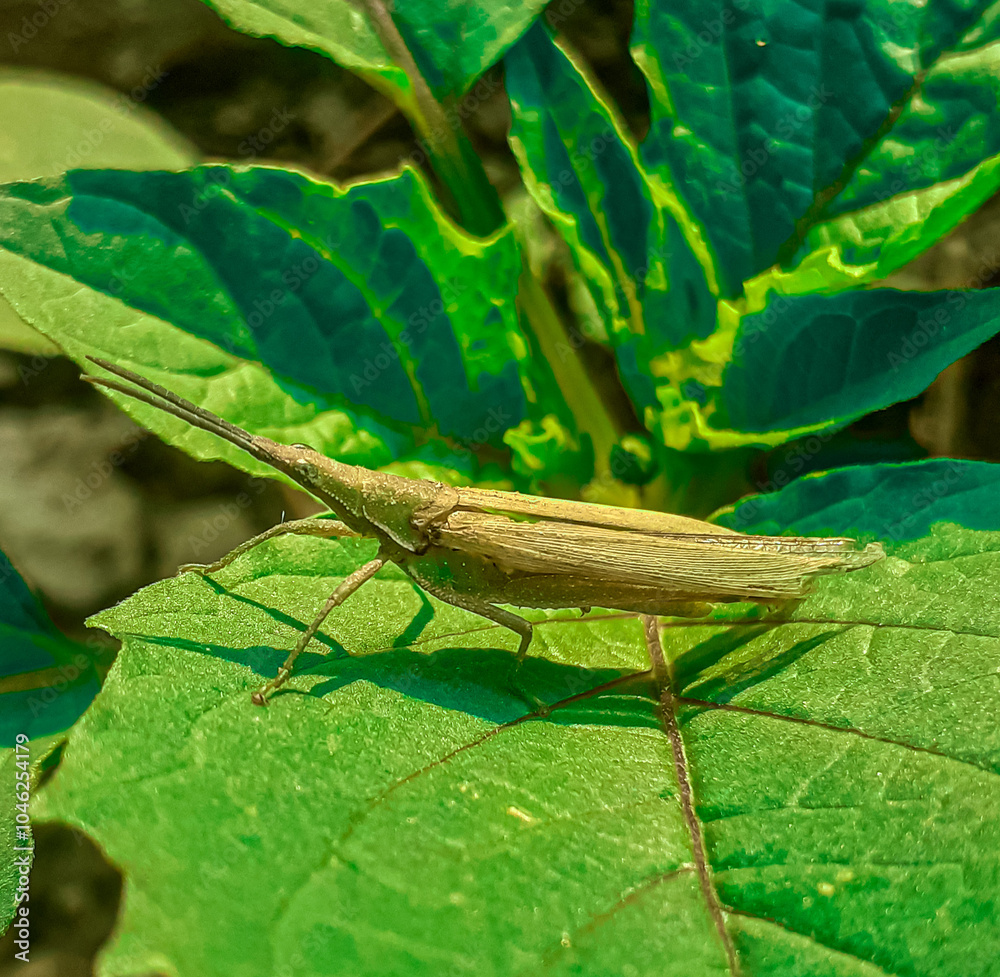 Long headed grasshopper or chinese grasshopper, also called locust ...