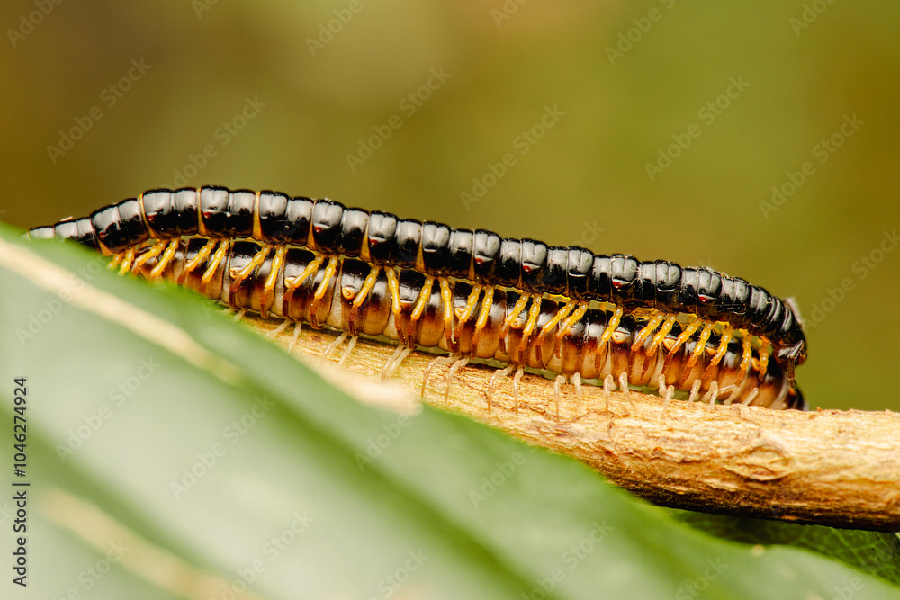Millipedes are a group of arthropods that are characterised by having ...