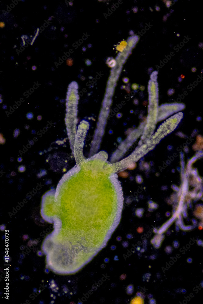 Hydra is a genus of small, fresh-water animals of the phylum Cnidaria ...