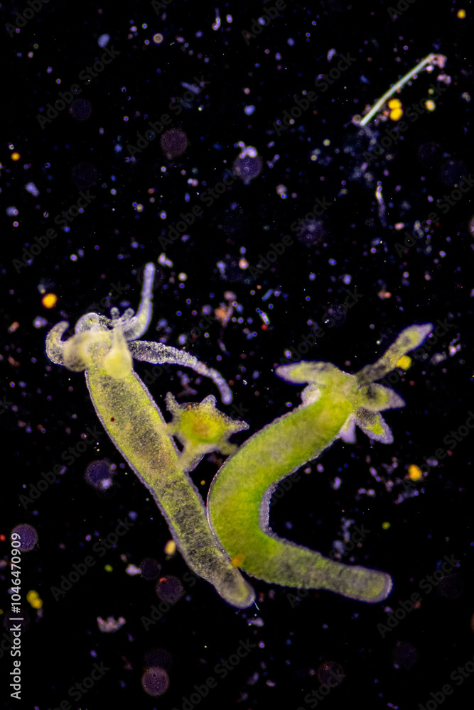 Hydra is a genus of small, fresh-water animals of the phylum Cnidaria ...