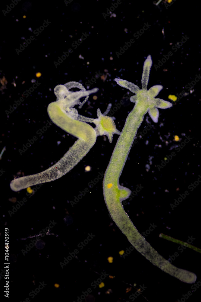 Hydra is a genus of small, fresh-water animals of the phylum Cnidaria ...