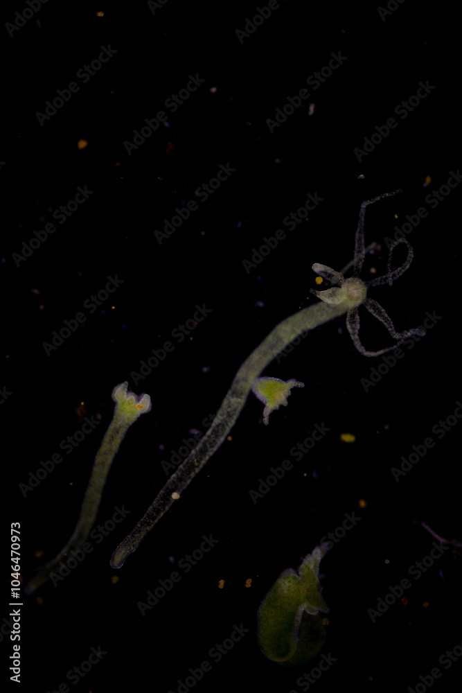 Hydra is a genus of small, fresh-water animals of the phylum Cnidaria ...