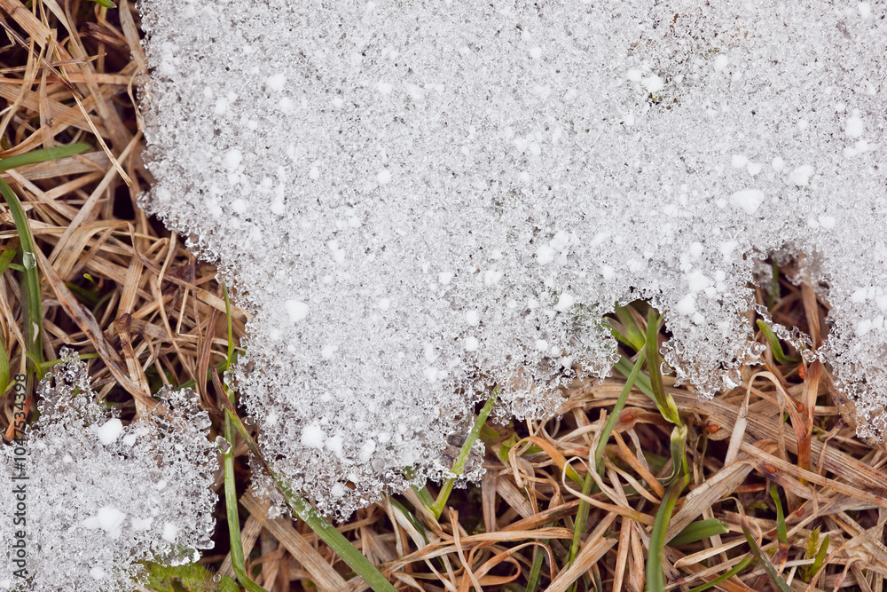 damp soil and dry last year grass appearing from under melting snow in ...