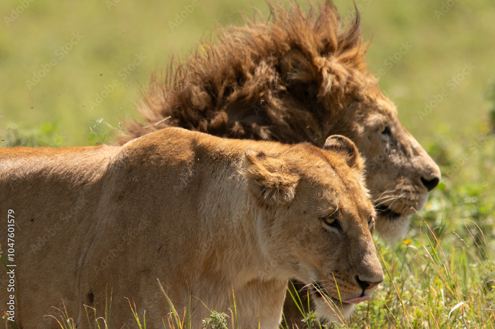 extreme close-up of a lion and lioness passing me in the ngorongoro ...