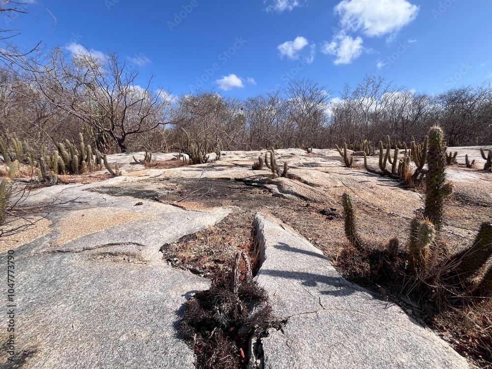 caatinga, paisagens da caatinga, caatinga nordestina, sertão nordestino ...