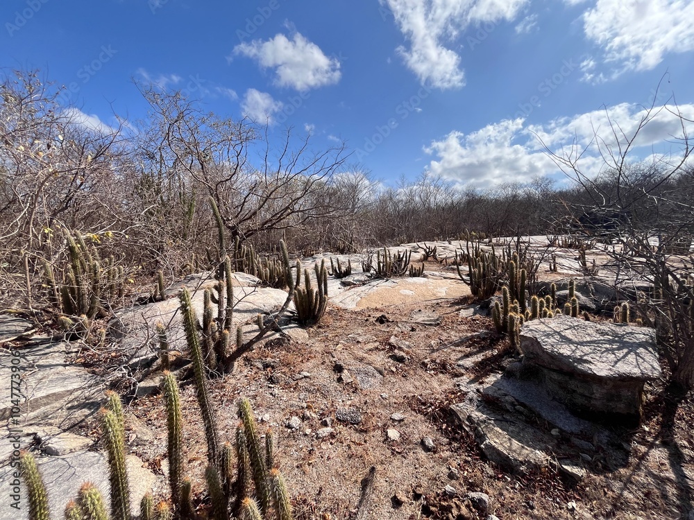 caatinga, paisagens da caatinga, caatinga nordestina, sertão nordestino ...