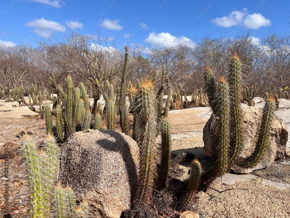 caatinga, paisagens da caatinga, caatinga nordestina, sertão nordestino ...