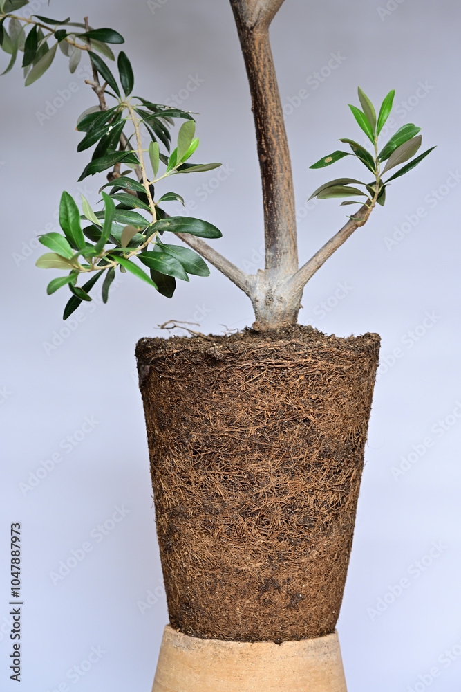 Roots removed from a pot. A root-bound olive tree.The roots grow in the ...