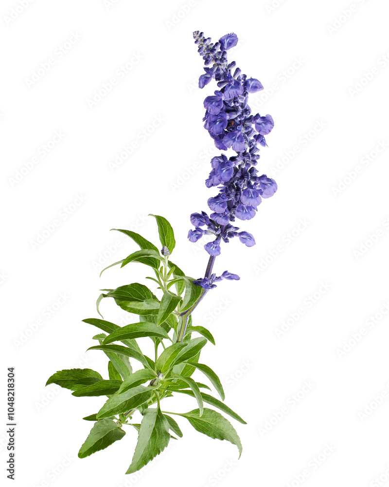 Salvia farinacea, Blue salvia, Mealy cup sage or Mealy sage flowers ...