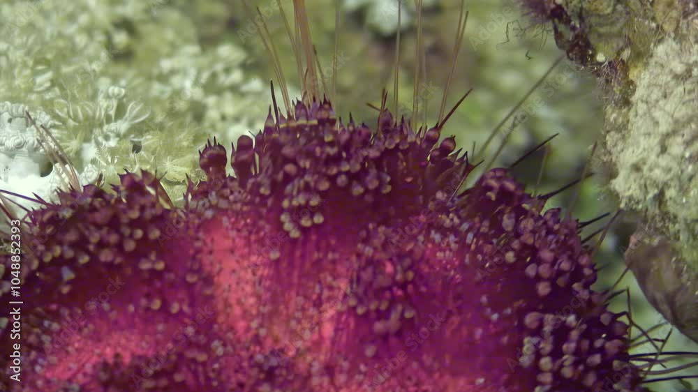 Experience vibrant red sea fire urchin, Asthenosoma marisrubri ...