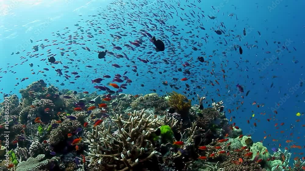 Coral Reef Bustling with Colorful Fish in Pacific Ocean Exploring ...