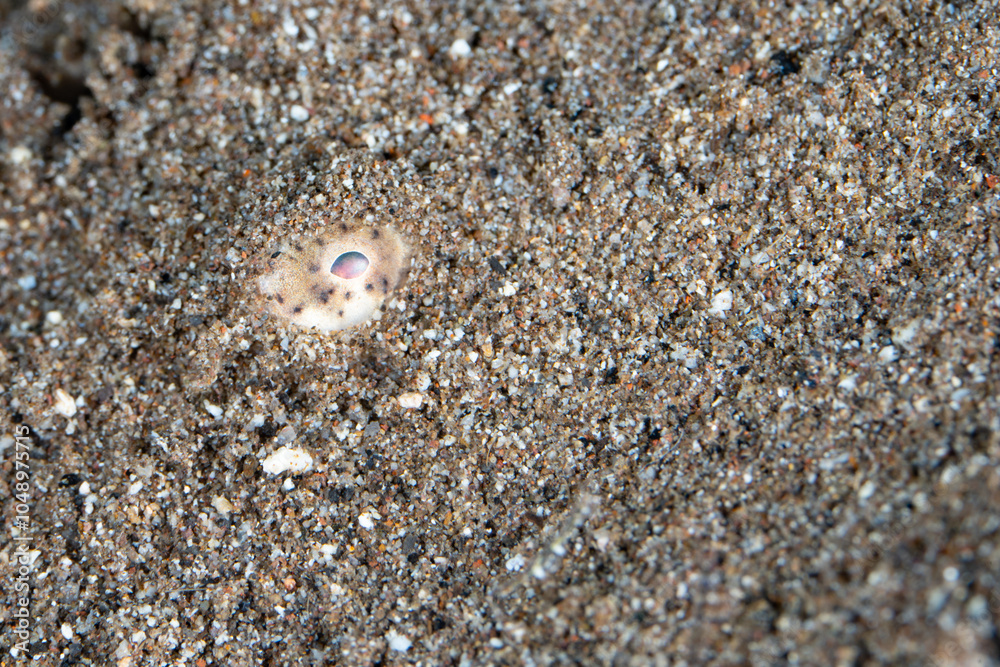 A Margined sole, Synaptura marginata, blends into the sandy seafloor in ...