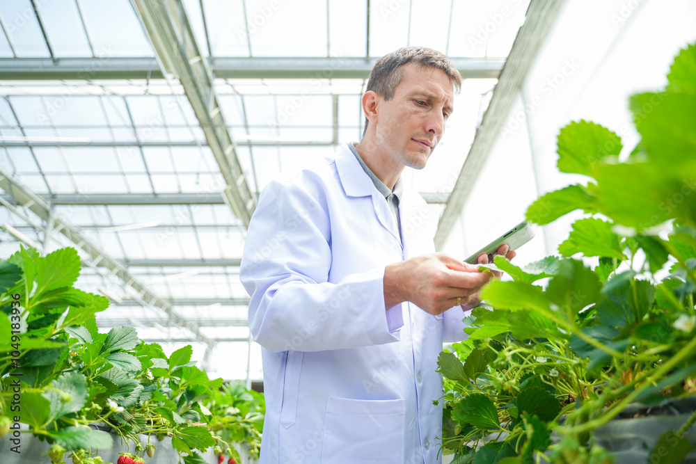 Agricultural researcher working in a greenhouse. Inside of Greenhouse ...