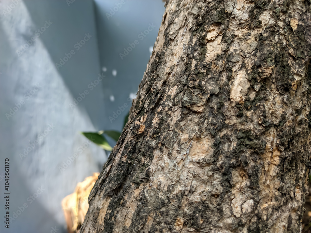 The coarse texture of the tree bark stands out prominently against the ...