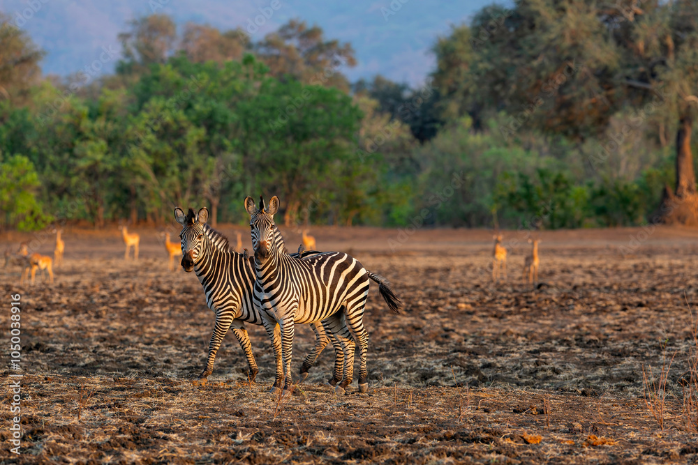 Zebra in the forest of Mana Pools National Park in the dry season in ...