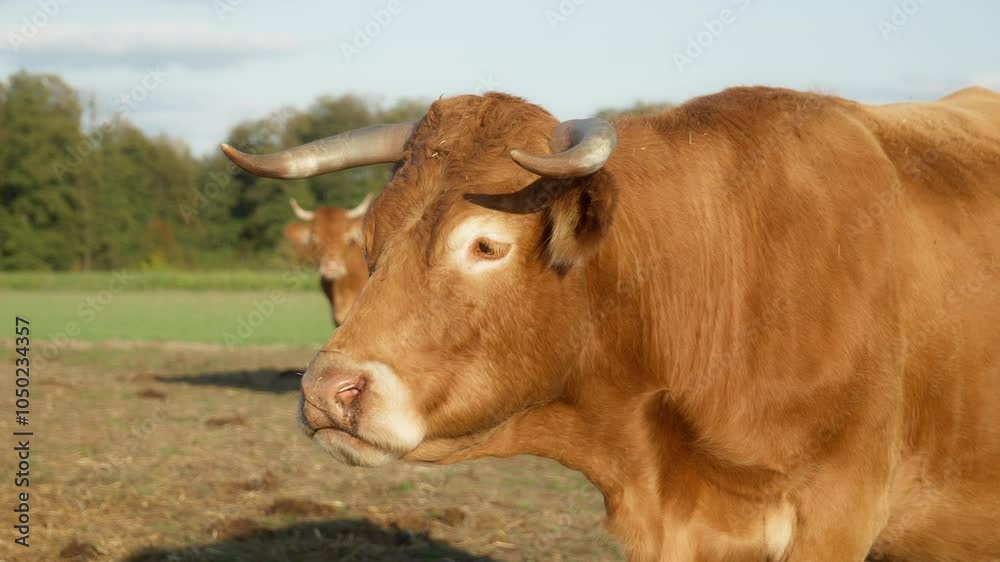 A brown purebred French Limousin beef cow with large horns chews cud in ...